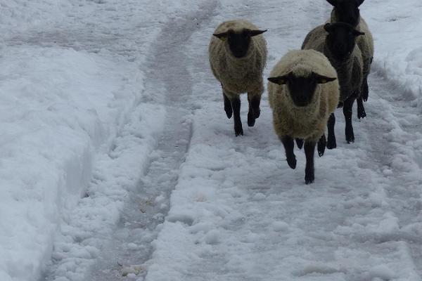 Eesti Põllumajandusmuuseum, Tartu maakond