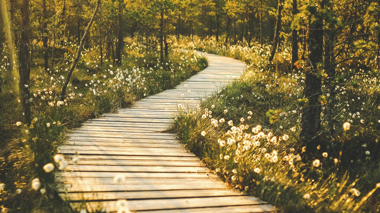 RMK Valgesoo study trail