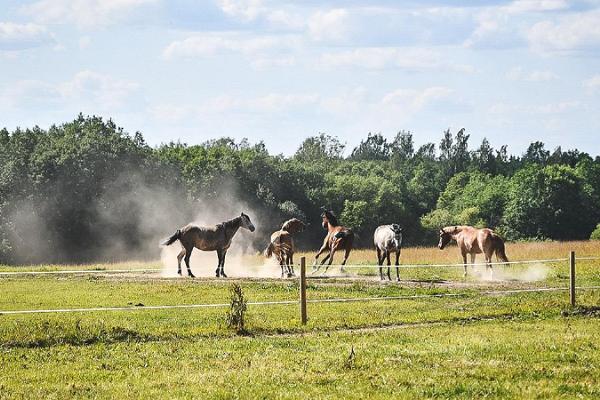 Ratsamatkad Metsapiiga talus, Jõgeva maakond