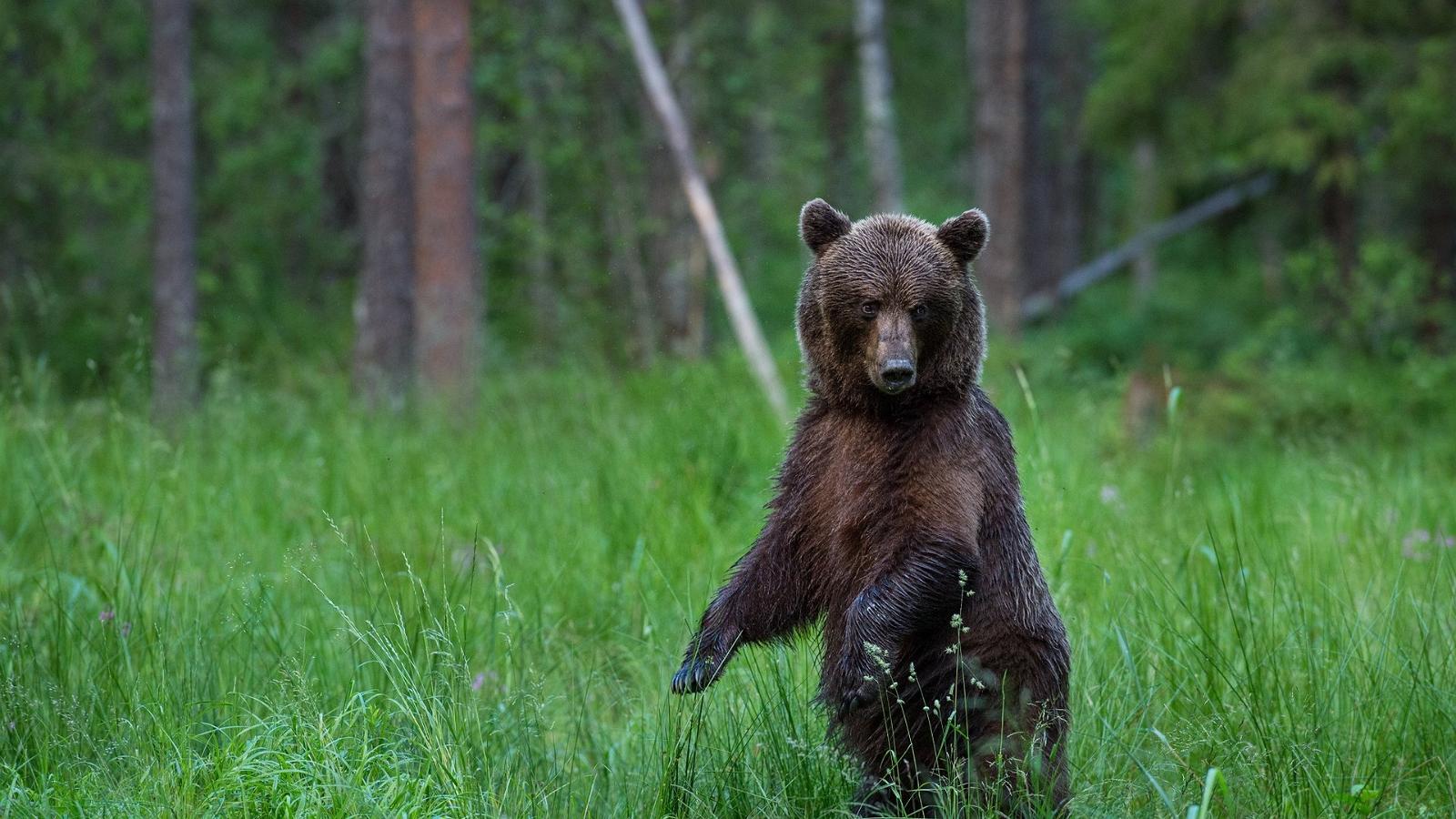 Bear watching and photography in Alutaguse | Visit Estonia