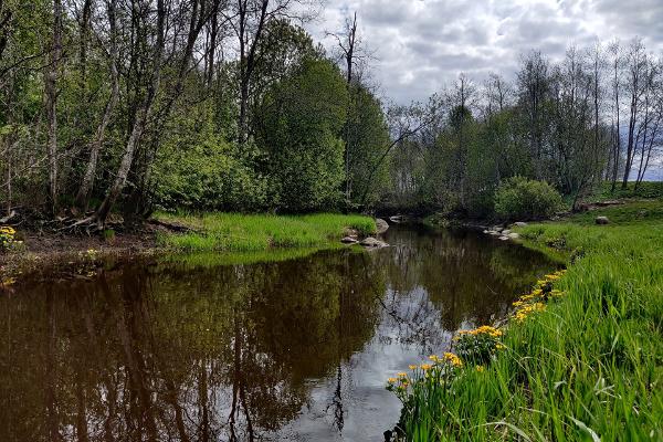 Ilvese cottage - privaatne puhkemaja Lintsi jõe kaldal