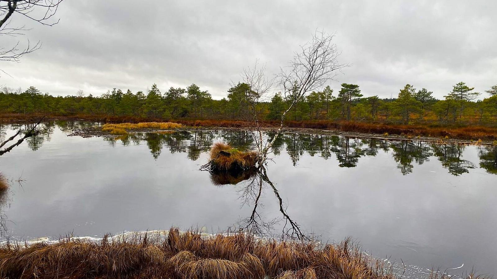 Räätsamatkad üle Mündi raba