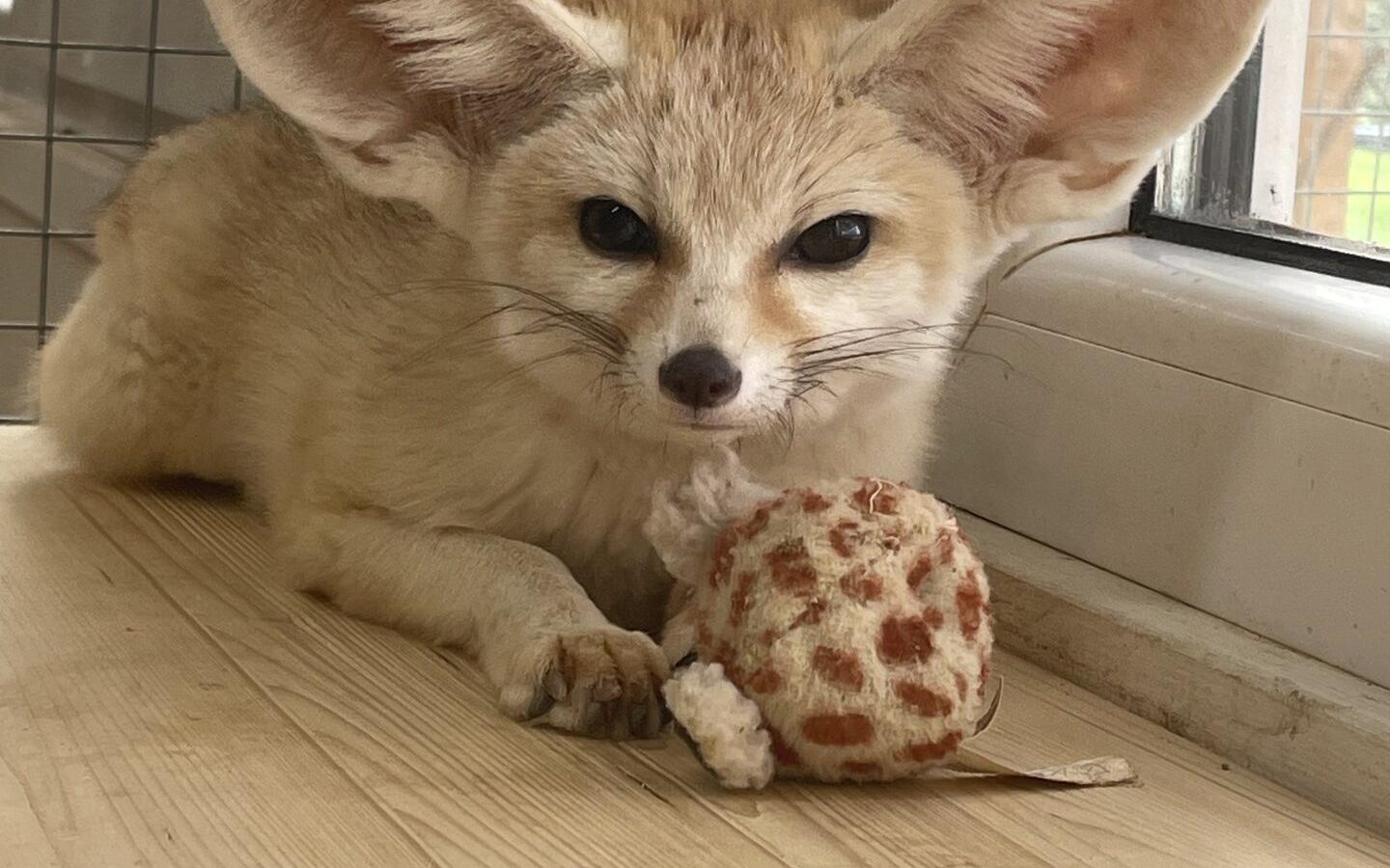 Kaasiku talu loomaaed